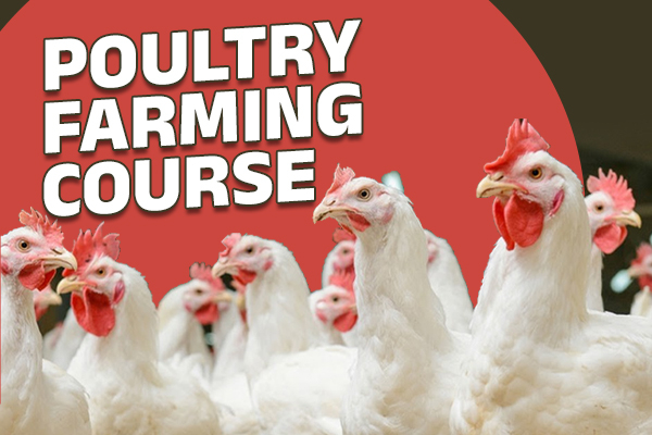 Best Poultry Farming Course With Government Certification