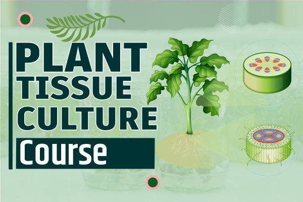 Plant Tissue Culture Course With Government Certification